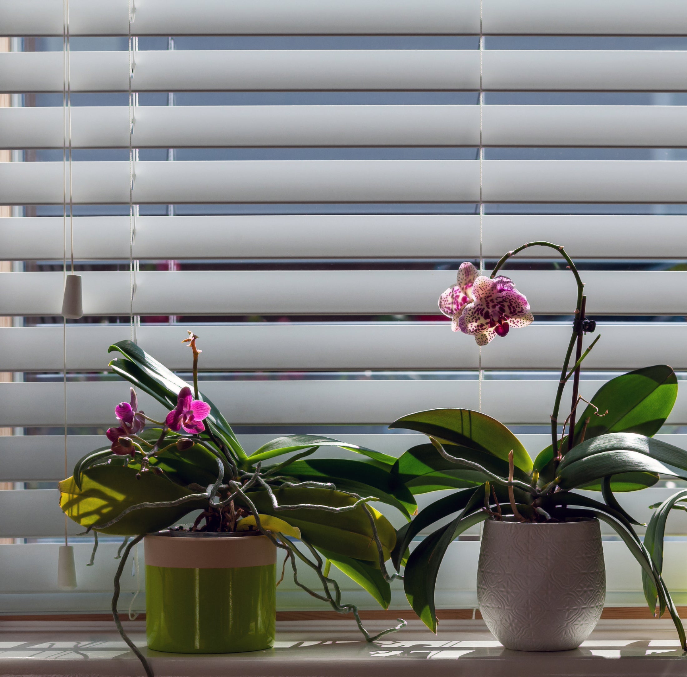 Venetian Blinds – Millers Limited
